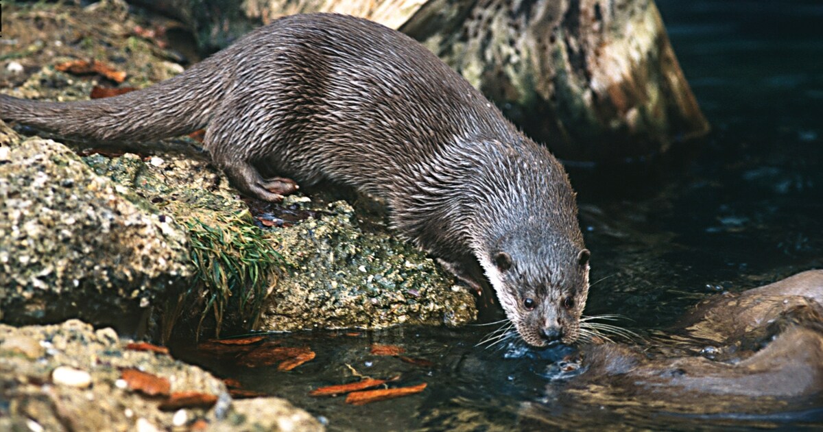 Leises Comeback - Der Fischotter erobert Vorarlbergs Gewässer zurück ...
