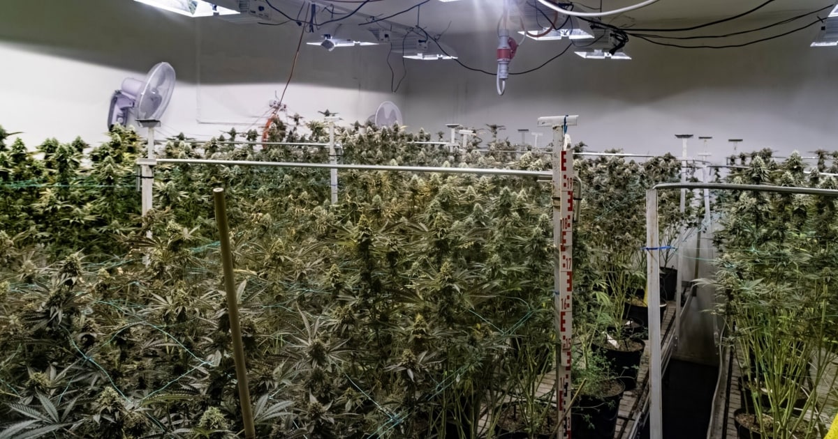 Trio gefasst - Cannabis-Plantage in Lagerhalle aufgedeckt | krone.at