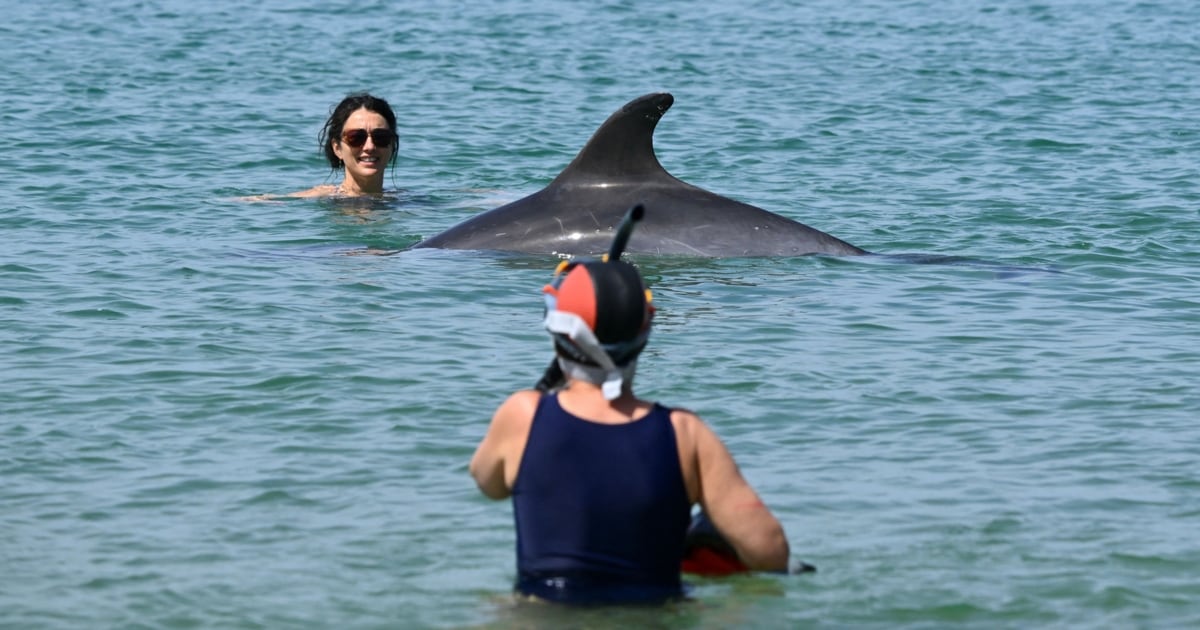 „Bleibt ein Wildtier“ - Frankreich: Zutraulicher Delfin entzückt ...