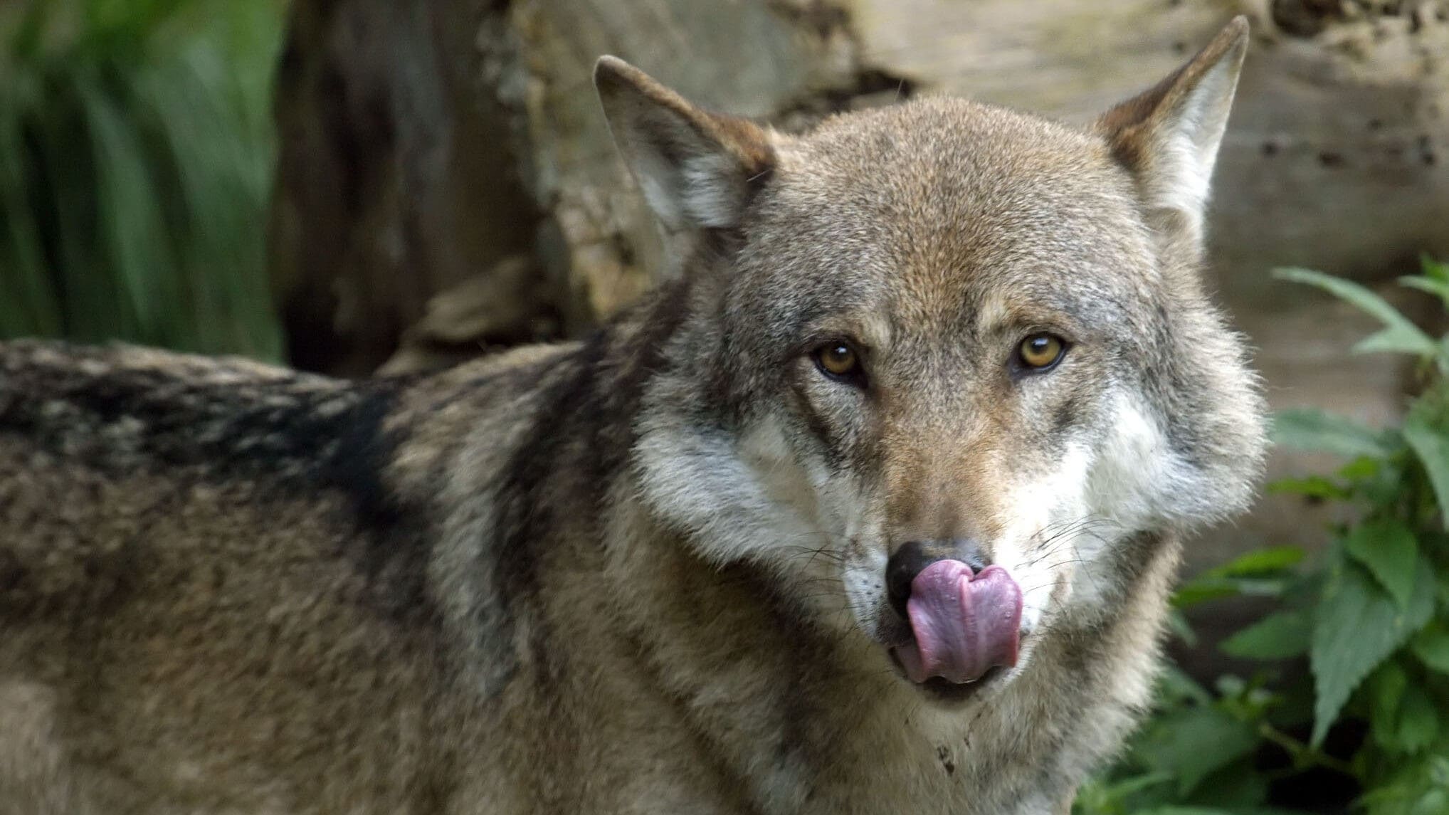 Nahe Häusern gesichtet - Wolf sorgt für Alarm: Zum Abschuss freigegeben ...
